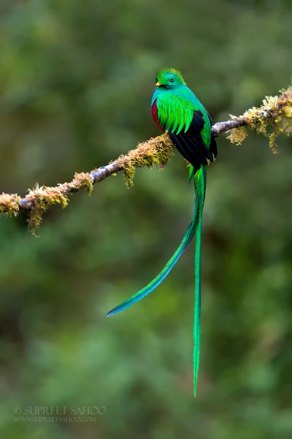 Costa Rica Trip Report - Tropical Photo Tours