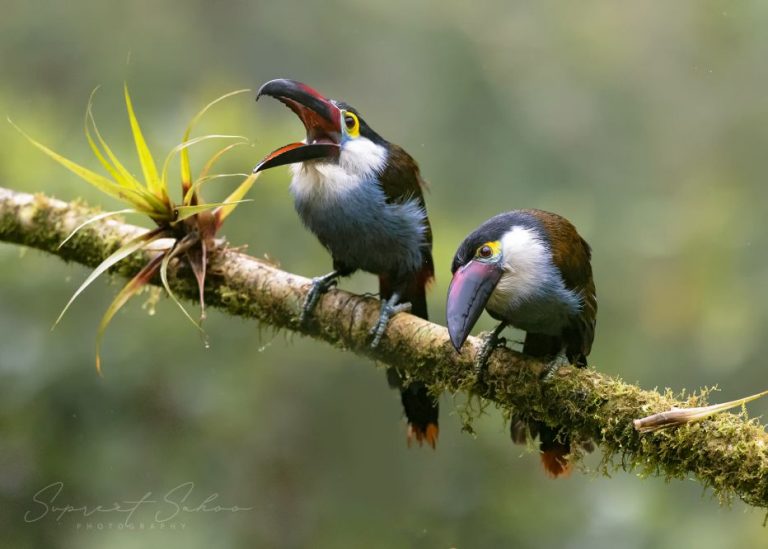 Colombia Bird Photo Tours - Tropical Photo Tours