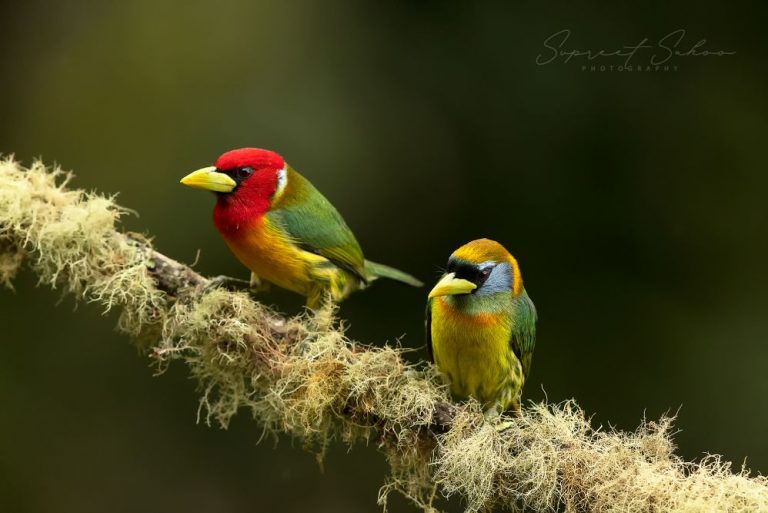 Colombia Bird Photo Tours - Tropical Photo Tours