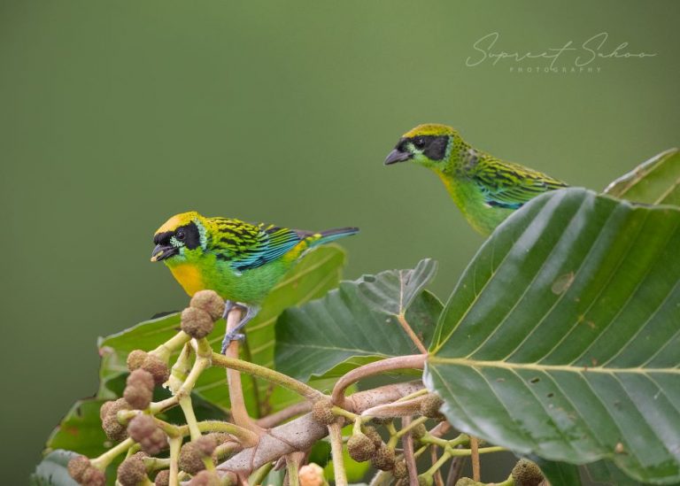 Ecuador Bird Photo Tours - Tropical Photo Tours