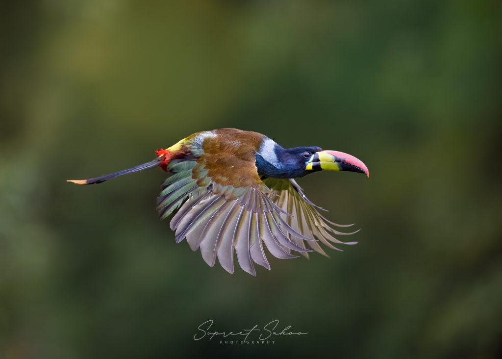 Colombia Bird Photo Tours - Tropical Photo Tours