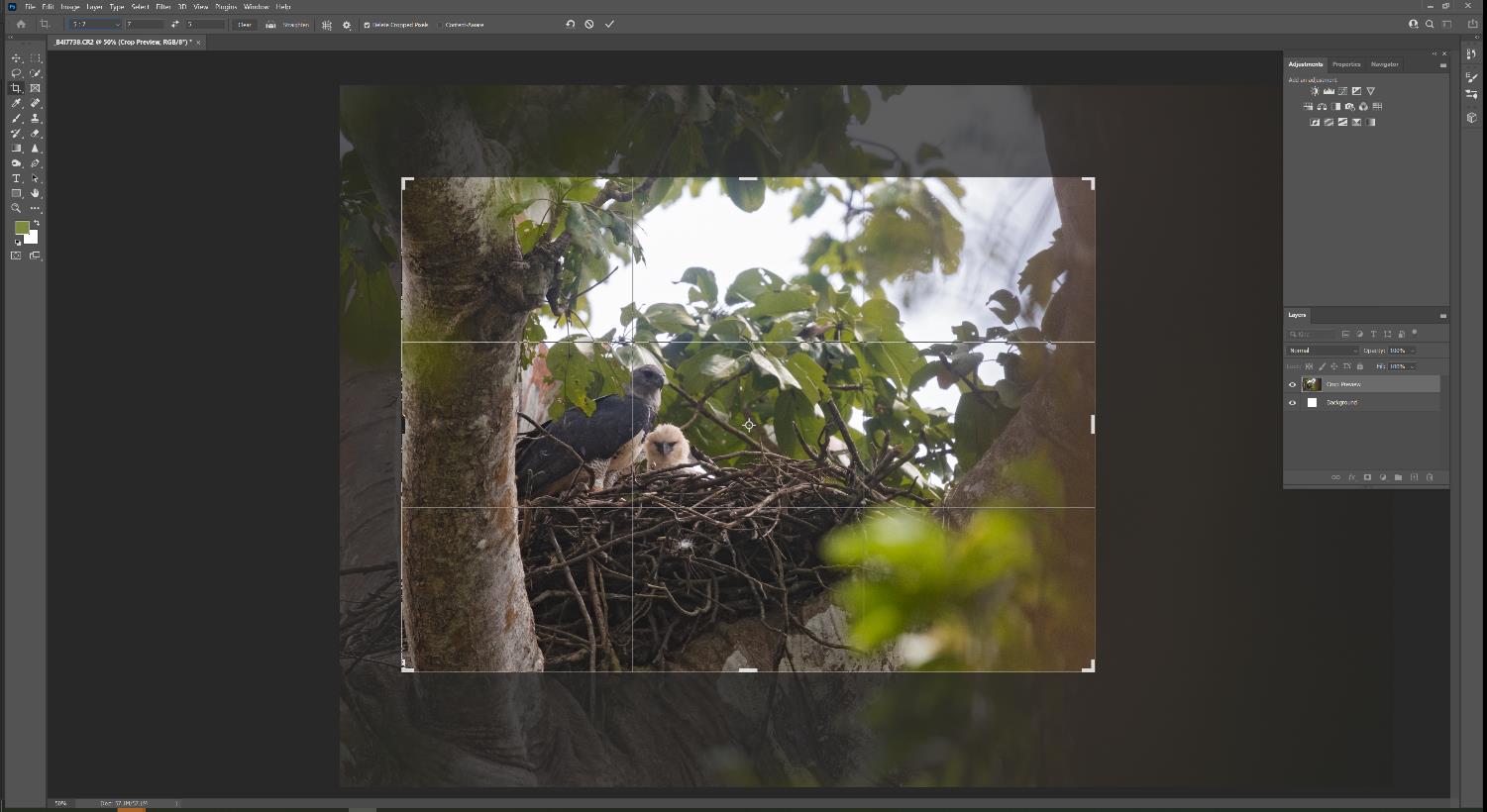Harpy Eagle with Chick - Tropical Photo Tours