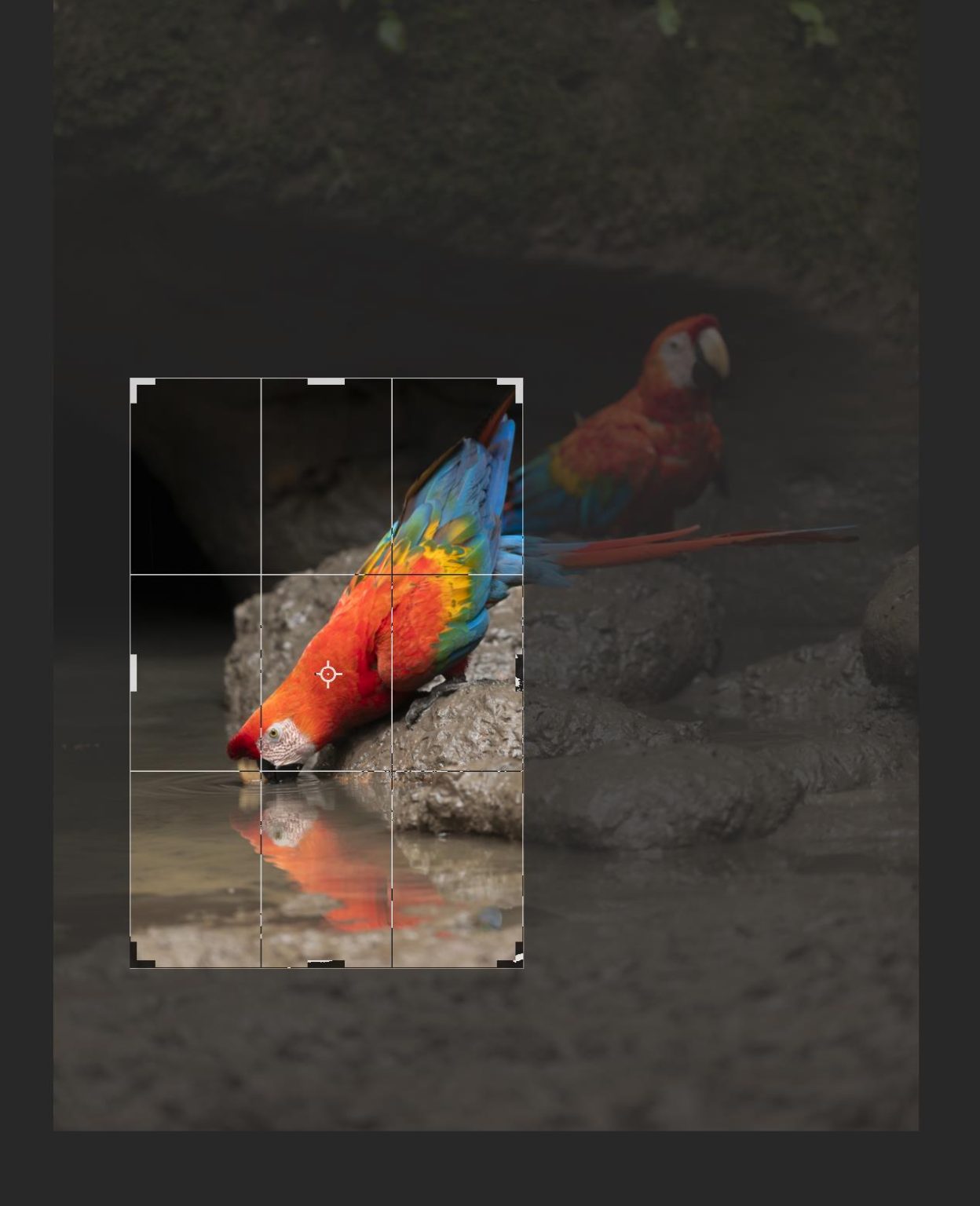The Scarlet Macaw's Amazon Odyssey - Tropical Photo Tours