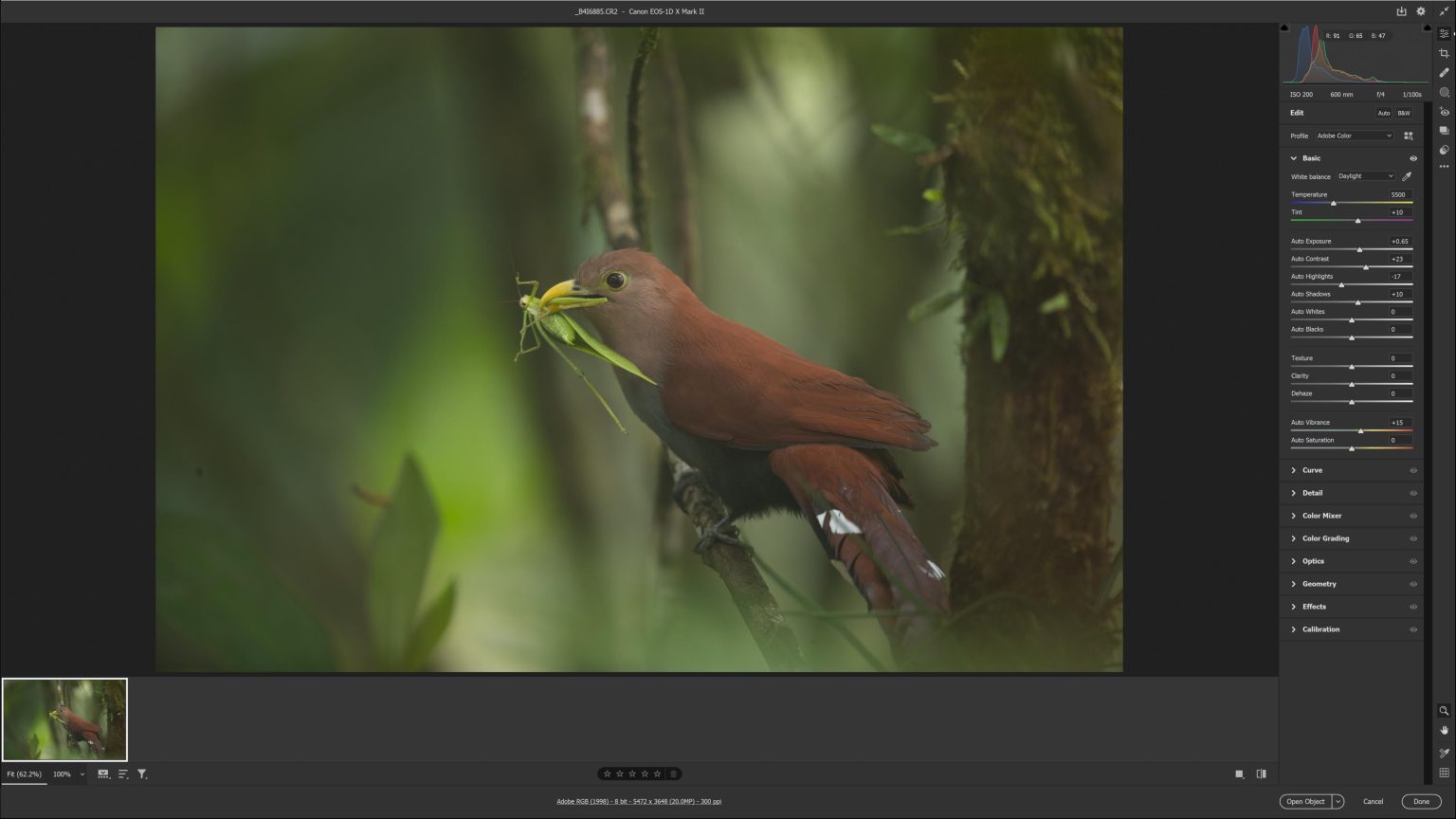 Curious World of the Squirrel Cuckoo - Tropical Photo Tours